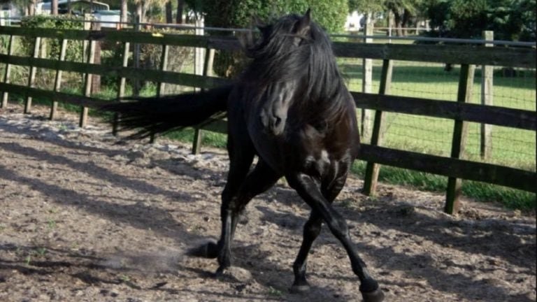 The 11 Best TV Shows About Horses | tvshowpilot.com