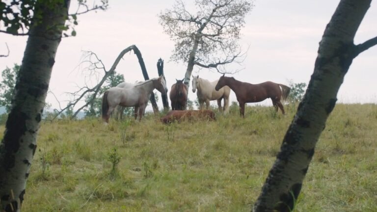 Heartland Season 16 Episode 7 Recap | tvshowpilot.com